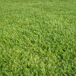 LEPTINELLA (Cotula) minima | Trædebregne