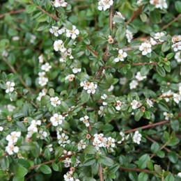 Cotoneaster Franchetti Norðîc® 'Brander' (Dværgmispel), Salgshøjde: BUSKE