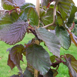 Busk - Kæmpe udvalg af buske til haven - HURTIG LEVERING