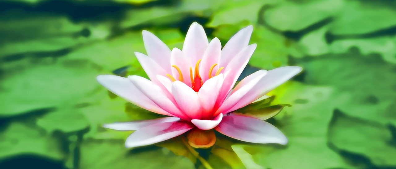 Vejledning til vandplanter - Sådan lykkes du med vandplanter.