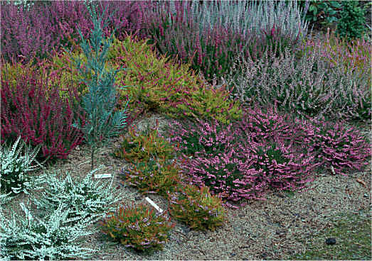 Lyng - Køb lyngplanter og læs mere om lyng