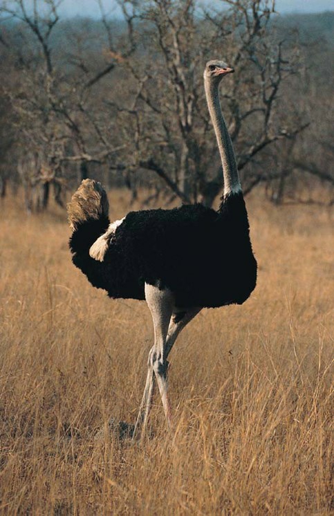 Frisk og frossen struds. Køb kvalitetsfødevarer til storkøkkener her