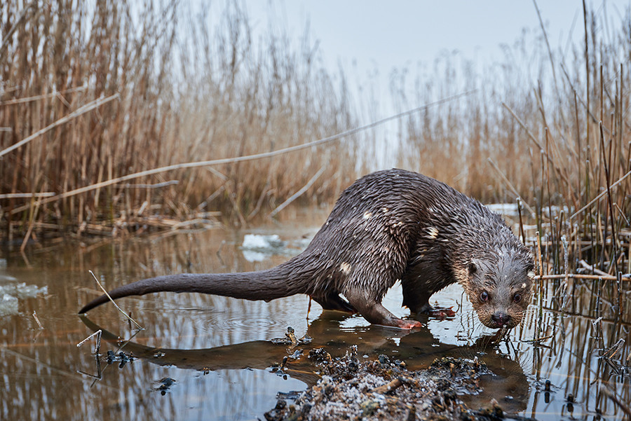 Odderen - en succeshistorie i naturen