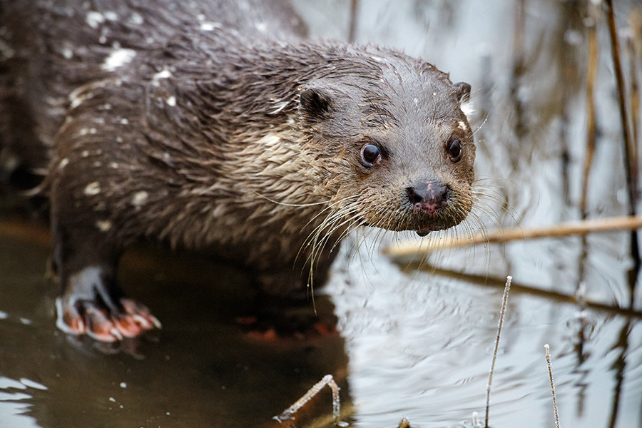 Odderen - en succeshistorie i naturen